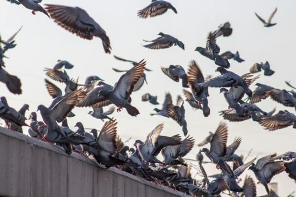 The Most Effective Industrial Bird Control Methods for Large Areas