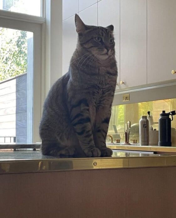 Mark Ruffalo's House Tour: From Hollywood Hills to Callicoon